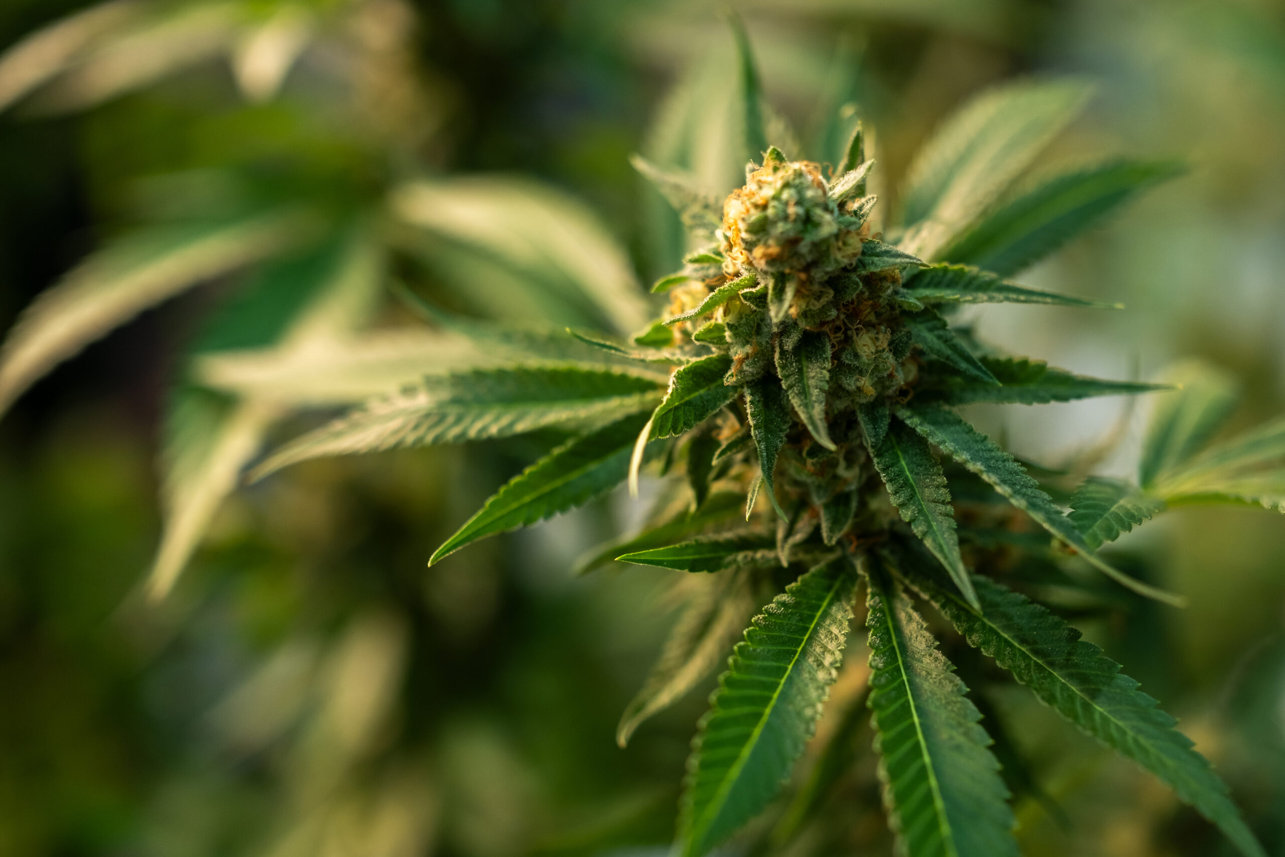 Blue Blockers Cannabis Information | Kind Goods